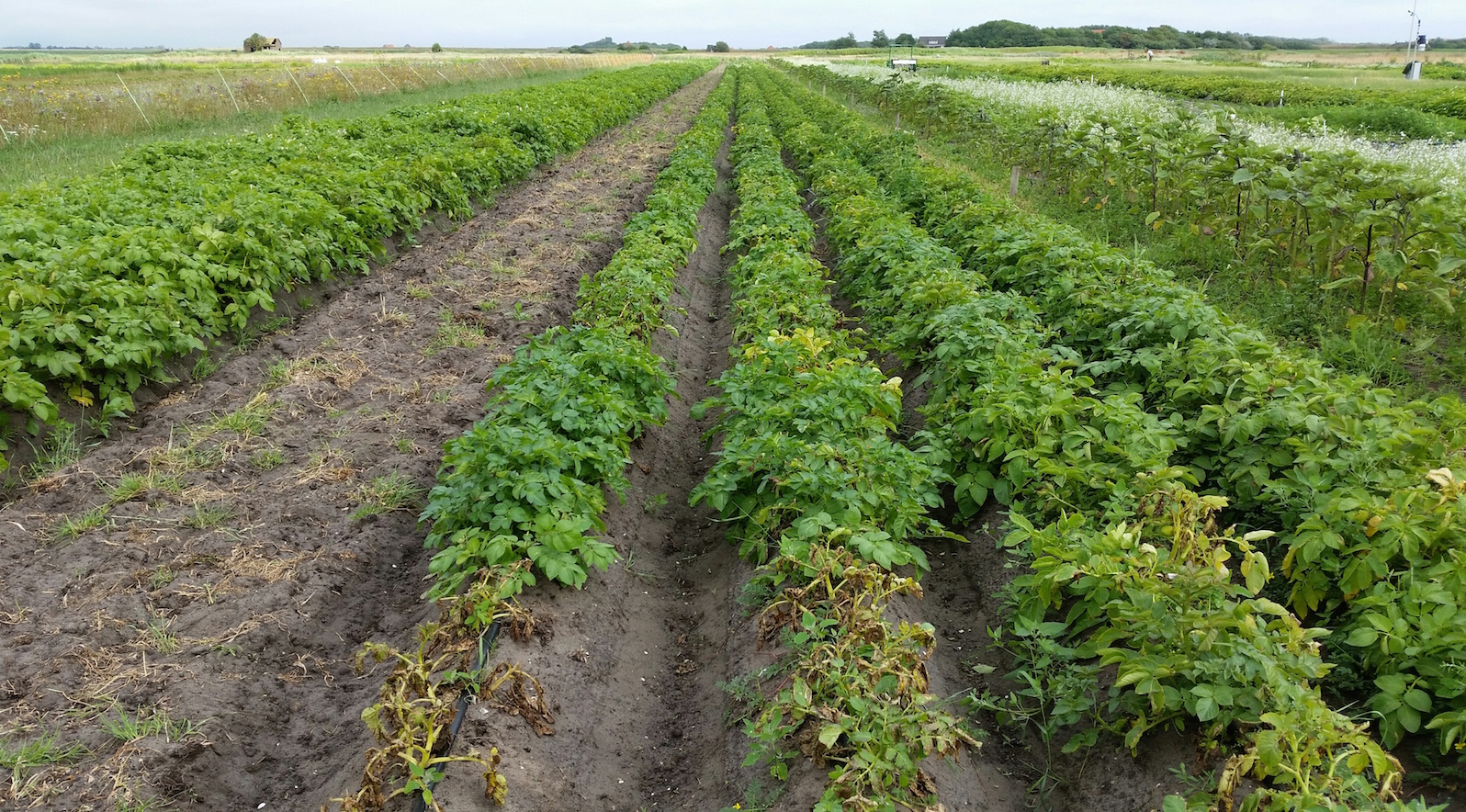 200 potato varieties are showing salt tolerance - Salt Farm Texel